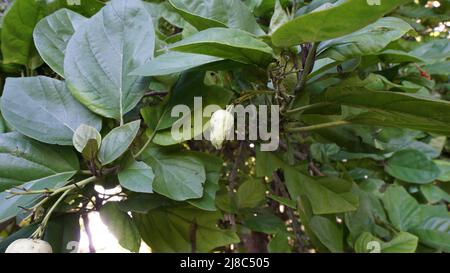 Bird Lime Tree - Cordia sebestena Boraginaceae Stock Photo - Alamy
