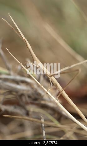Stick insect on the grass. Langue de Barbarie National Park. Saint ...