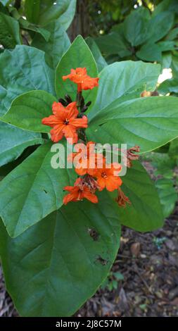 Bird Lime Tree - Cordia sebestena Boraginaceae Stock Photo - Alamy