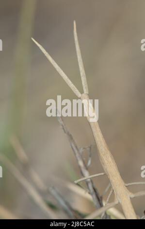 Back view of a stick insect. Langue de Barbarie National Park. Saint ...