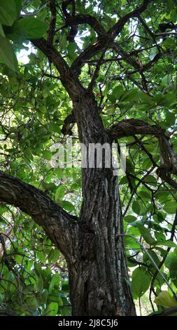 Bird Lime Tree - Cordia sebestena Boraginaceae Stock Photo - Alamy