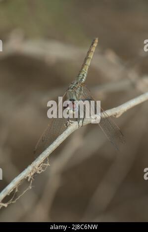 Female Violet Dropwing (Trithemis annulata Stock Photo - Alamy