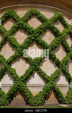 A beautifully kept common ivy hedge against the background of the wall ...