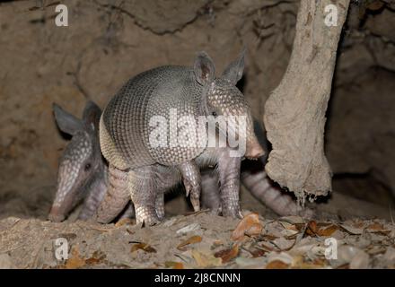 Two young nine-banded armadillos (Dasypus novemcinctus) feeding on the ...