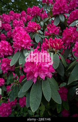 Rhododendron flowers (Rhododendron 'Cynthia' Stock Photo - Alamy