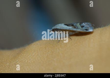 Close-up of the moth Grammodes sp. Langue de Barbarie National Park ...