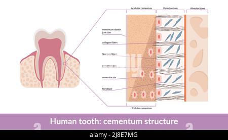 Tooth anatomy. Detailed scheme of teeth structures, including enamel ...