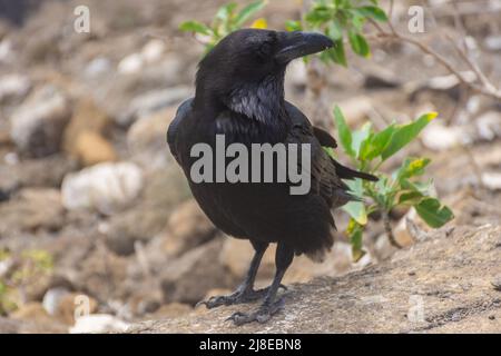 Corvus Corax over a volcano in Lanzarote island, Spain Stock Photo - Alamy