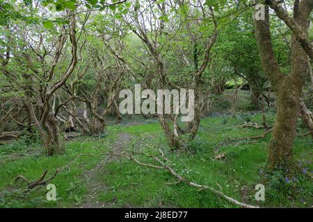 Parka Mine (Park of Mines), 1873 Trevarran United Mine, Indian Queens ...
