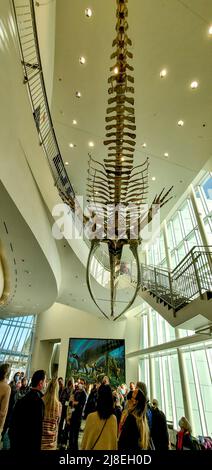 The skeleton of a Bowhead Whale suspended in the Mammals Gallery of the ...