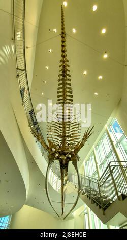The skeleton of a Bowhead Whale suspended in the Mammals Gallery of the ...