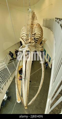 Whale skeleton in Alaska Native Heritage Center Stock Photo - Alamy