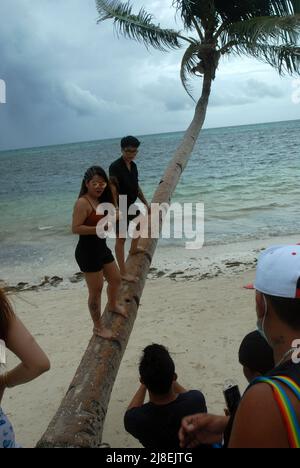Tourists posing for photographs on palm tree, Bulabog Beach, Boracay ...