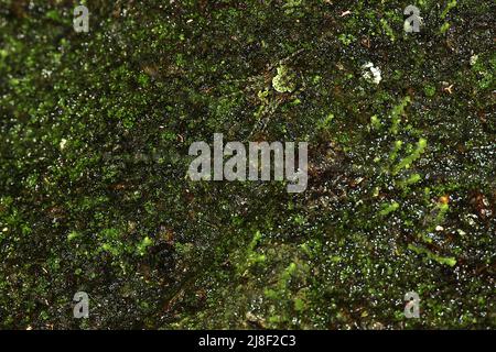 Green cryptic orbweaver spider (Cryptaranea sp Stock Photo - Alamy