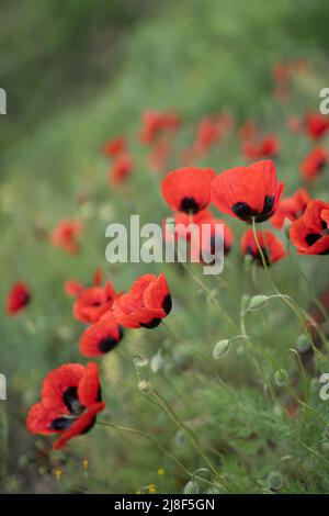 Red Poppy Macro Stock Photo - Alamy