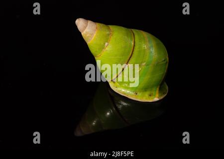 Manus Green Tree Snail (Papustyla pulcherrima Stock Photo - Alamy