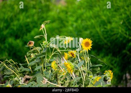 Extra large sunflower in close up Stock Photo - Alamy