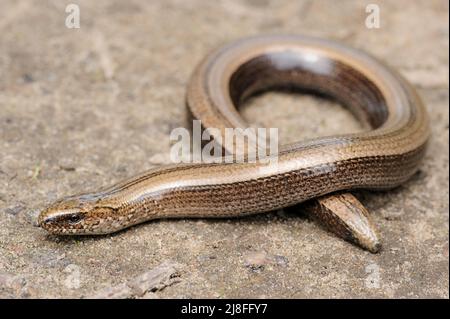 Rare animal, legless shiny harmless lizard slow worm on the ground ...