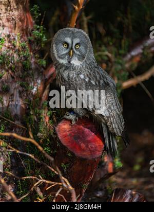 This Stunning Great grey owl, perched upon a snowy tree branch in ...