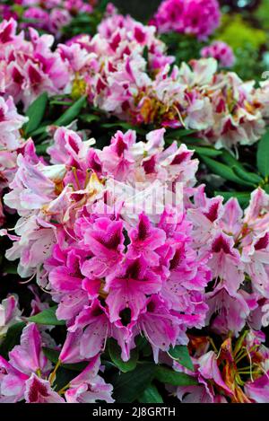 azaleas at euroflora parks in ner genoa italy Stock Photo - Alamy