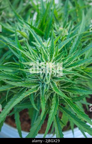 Beautiful female Sour Diesel Cannabis (hemp) plant growing, Cape Town ...