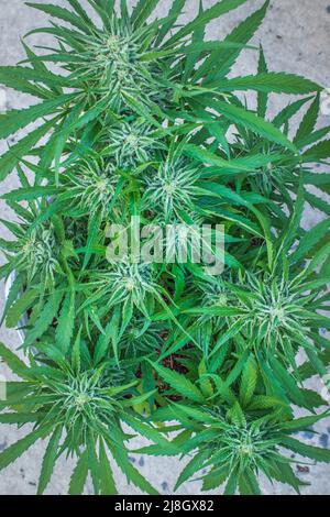 Beautiful female Sour Diesel Cannabis (hemp) plant growing, Cape Town ...