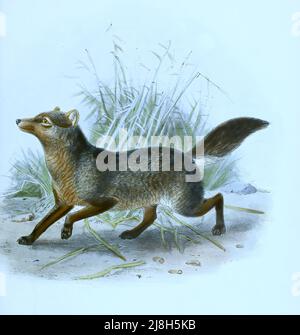 The short-eared dog (Atelocynus microtis [Here as Canis microtis ...