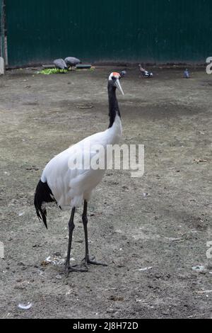 Portrait of red-crowned crane also called the Manchurian crane or ...