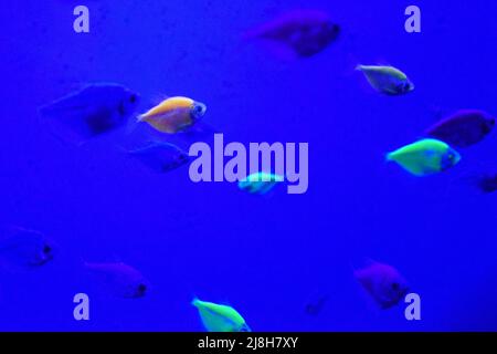 Many small bright cortical fishes in pure blue water swim chaotic Stock ...