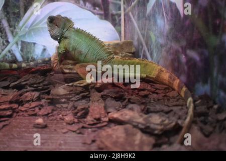 Asian water dragon stands alone, shedding skin on the back. It is a ...
