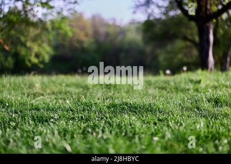 Green grass desktop screensaver, ecology and care for the environment ...