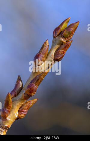 Buds of Populus nigra subsp. betulifolia Stock Photo - Alamy