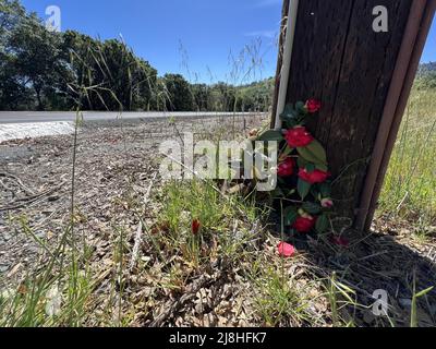 Wreath placed at scene of the homicide of Basel Jilani in Lafayette ...
