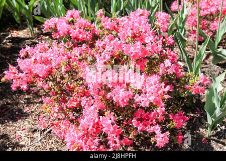 Rhododendron (Azalea Group) 'Geisha Pink' at RHS Garden Wisley, Surrey ...