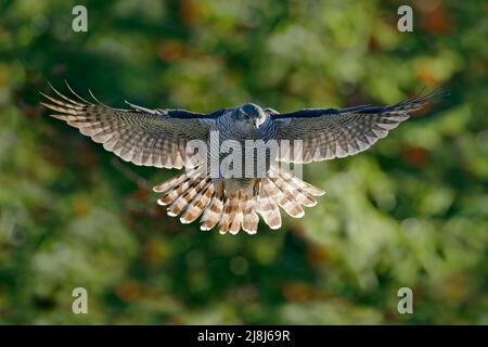 Flying bird Goshawk with blurred orange autumn tree forest in the ...