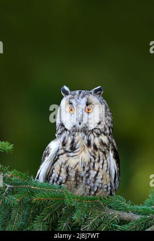 Autumn scene with cute big bird. Titmouse in natural habitat. Titmouse ...