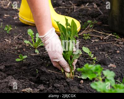 Woman pulling weeds out, dandelion with a roots Stock Photo - Alamy