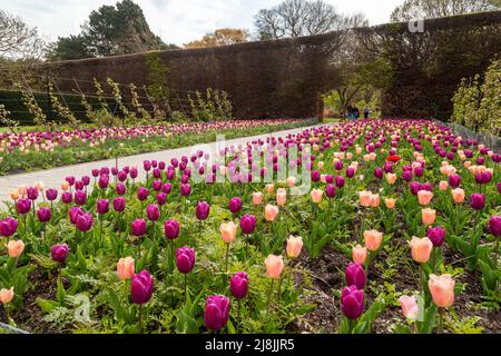 purple prince and apricot beauty tulips at the Edinburgh Botanic ...