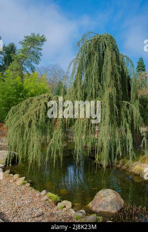 African Cedar (Cedrus atlantica) tree an evergreen tree with green pine ...