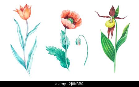 Red poppy botanical flowers. Wild spring leaf wildflower. Watercolor ...