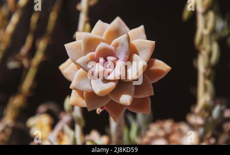 Succulent Echeveria Perle. Crassulaceae cactus background. Evergreen ...