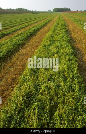 Field with hay. Rows of cut alfalfa cure in a hay field. Bale of hay ...