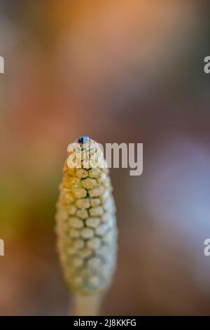 Equisetum arvense flower growing in forest Stock Photo - Alamy