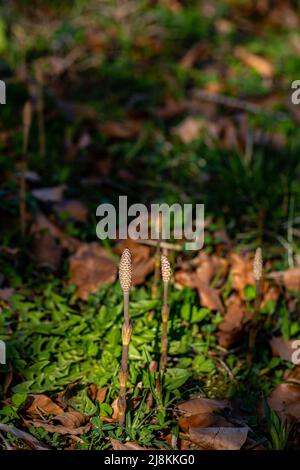 Equisetum arvense flower in meadow, close up Stock Photo - Alamy