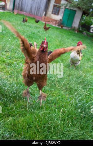 Chicken flying in nature, hen Stock Photo - Alamy