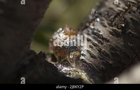 Resin on the almond tree bark, natural gum, used as adhesive Stock ...