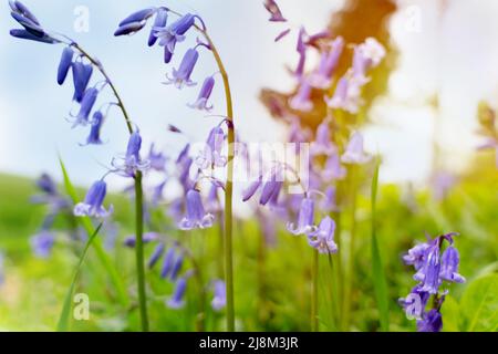 Amazing background of Bluebells Flowers on green meadow on sunny spring ...