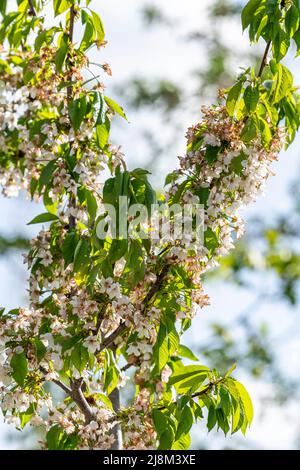 A closeup shot of tree branches with green leaves texture Stock Photo ...