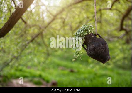 ornamental plants in a clay mug-flower pot hanging on a tree, blurred ...