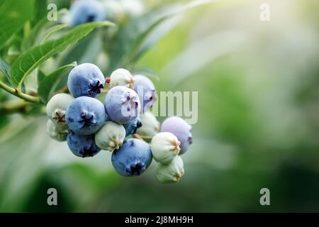 Close up of a blueberry bunch on a blueberry bush Stock Photo - Alamy